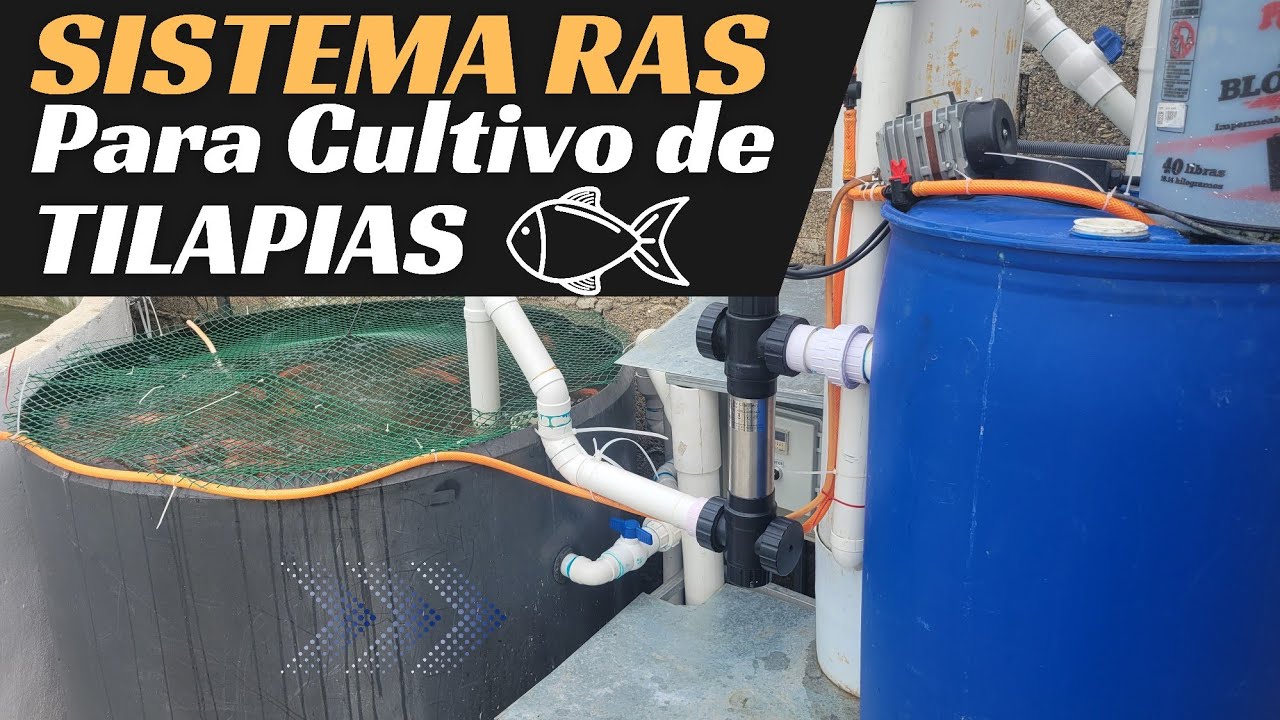 Sistemas De Acuicultura De Tilapia Los Impactos Del Iridovirus En El