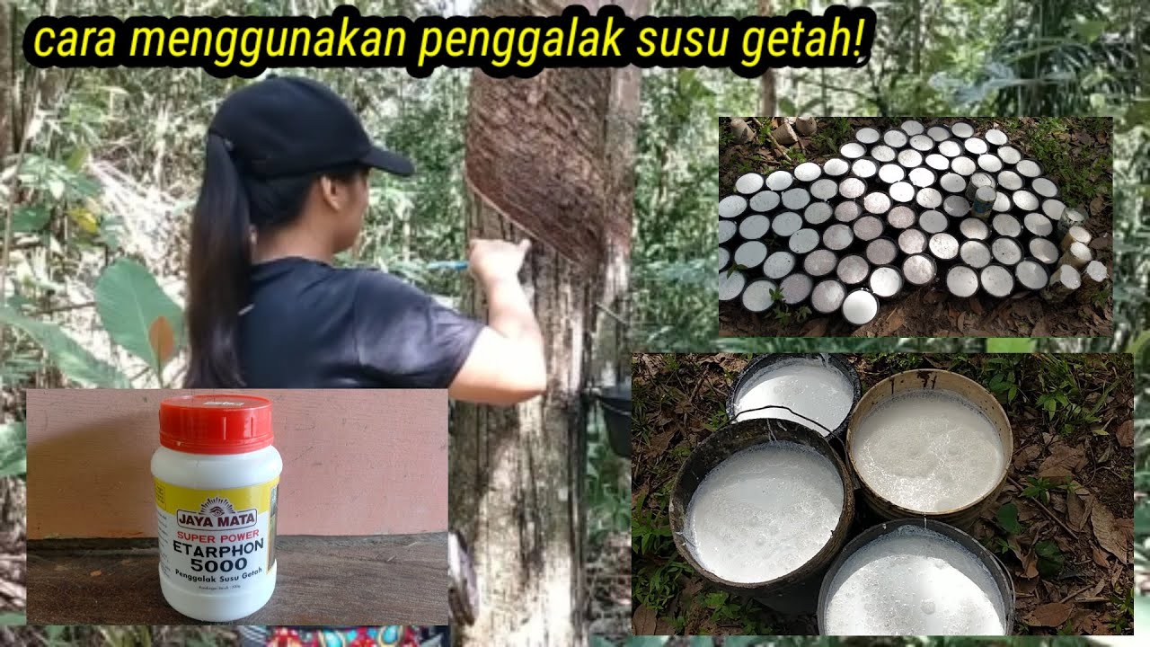 Tips Penting! Kepada Semua Pekebun Getah Agar Pokok Getah Menghasilkan ...
