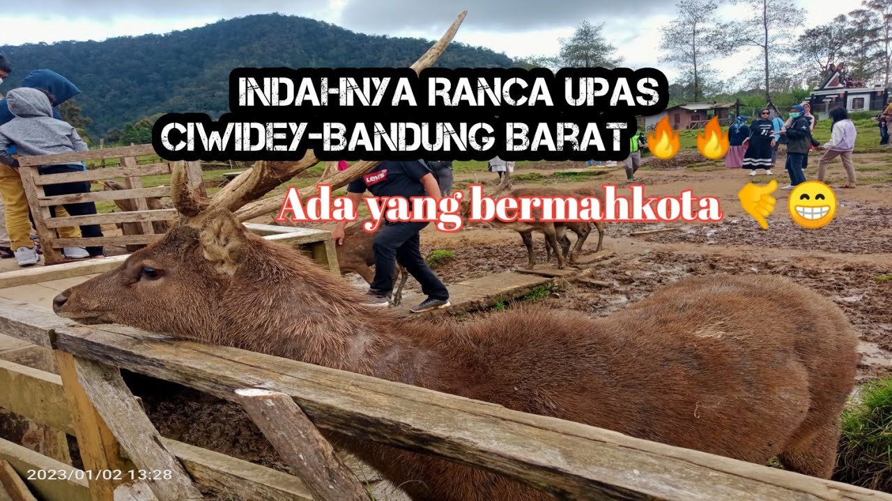 Jalur Ciwidey Cidaun Bandung part 1: Objek wisata hutan lindung dan ...