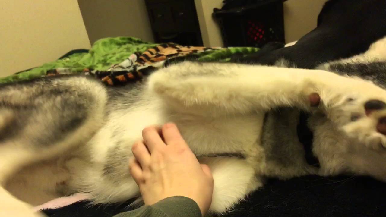 Husky Belly Rubs - YouTube