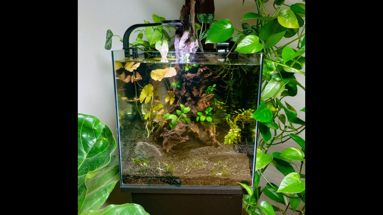 Swamp Fish Tank