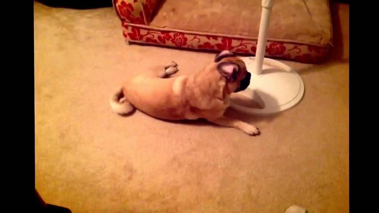 Pug itching - YouTube