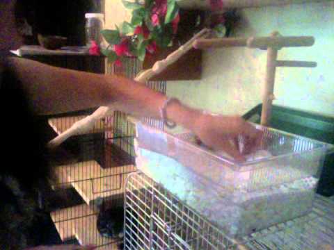 Brooder Set Up PT 2 - YouTube