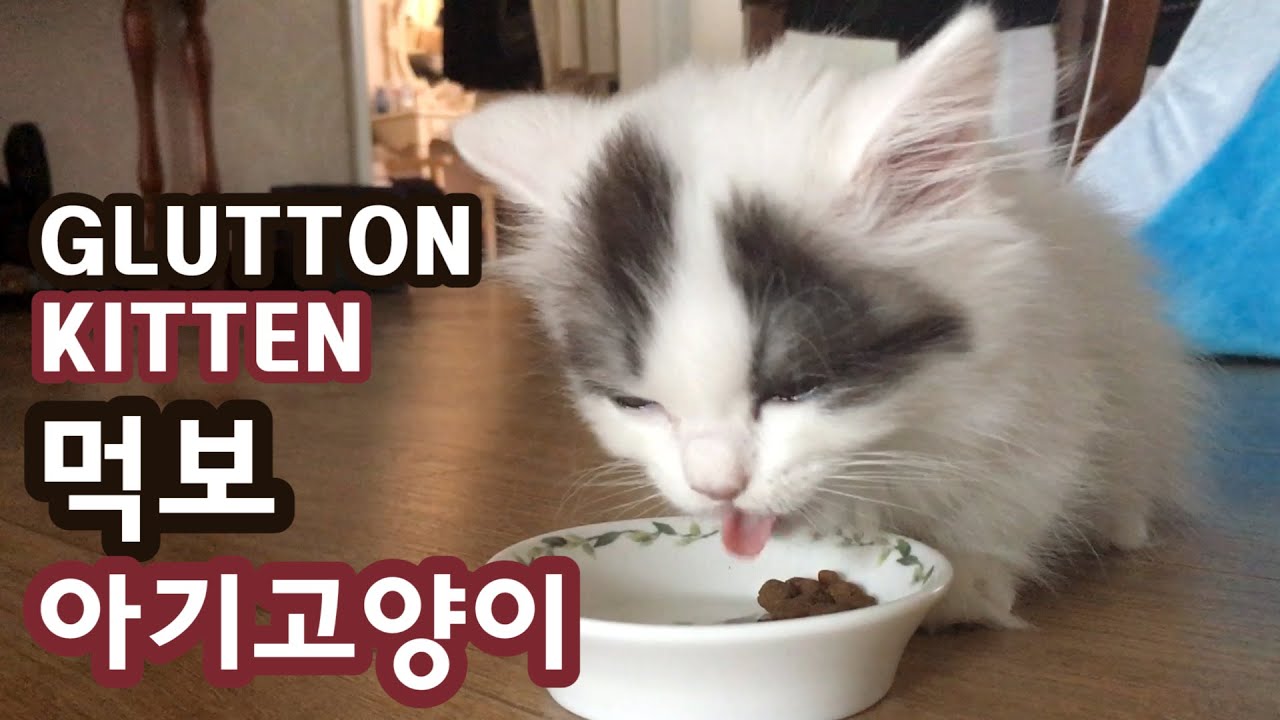 먹보 아기 고양이 쵸비 Glutton Kitten - YouTube