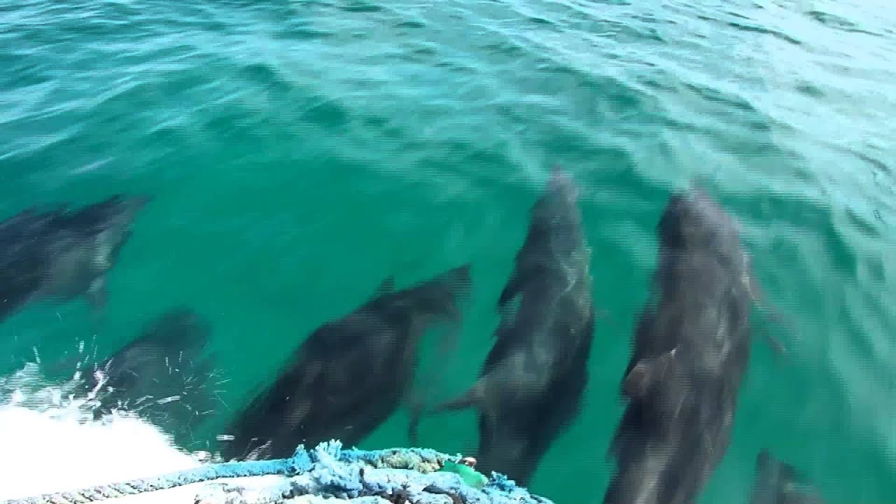 Dolphin Mania in Galápagos - YouTube