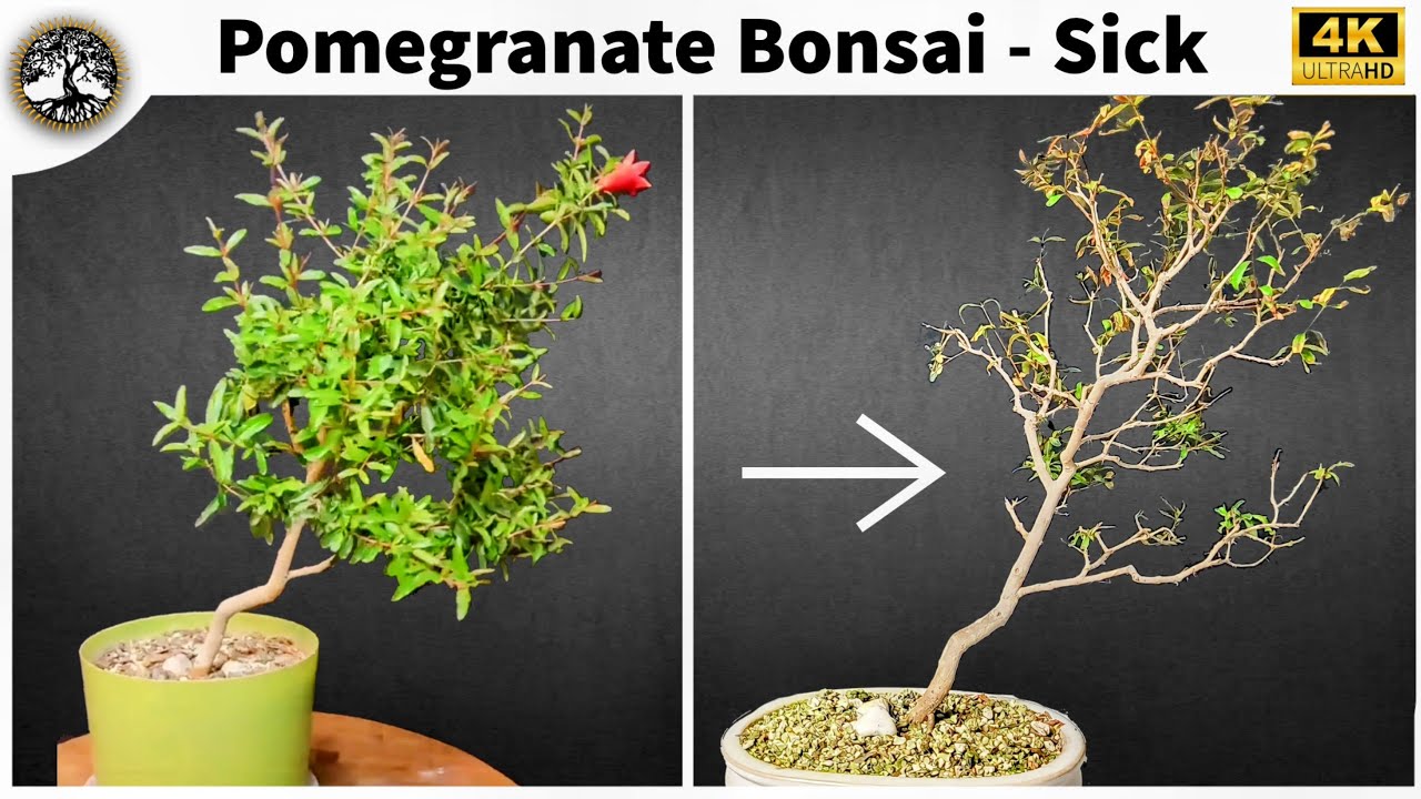 Pomegranate Bonsai - Sick - YouTube