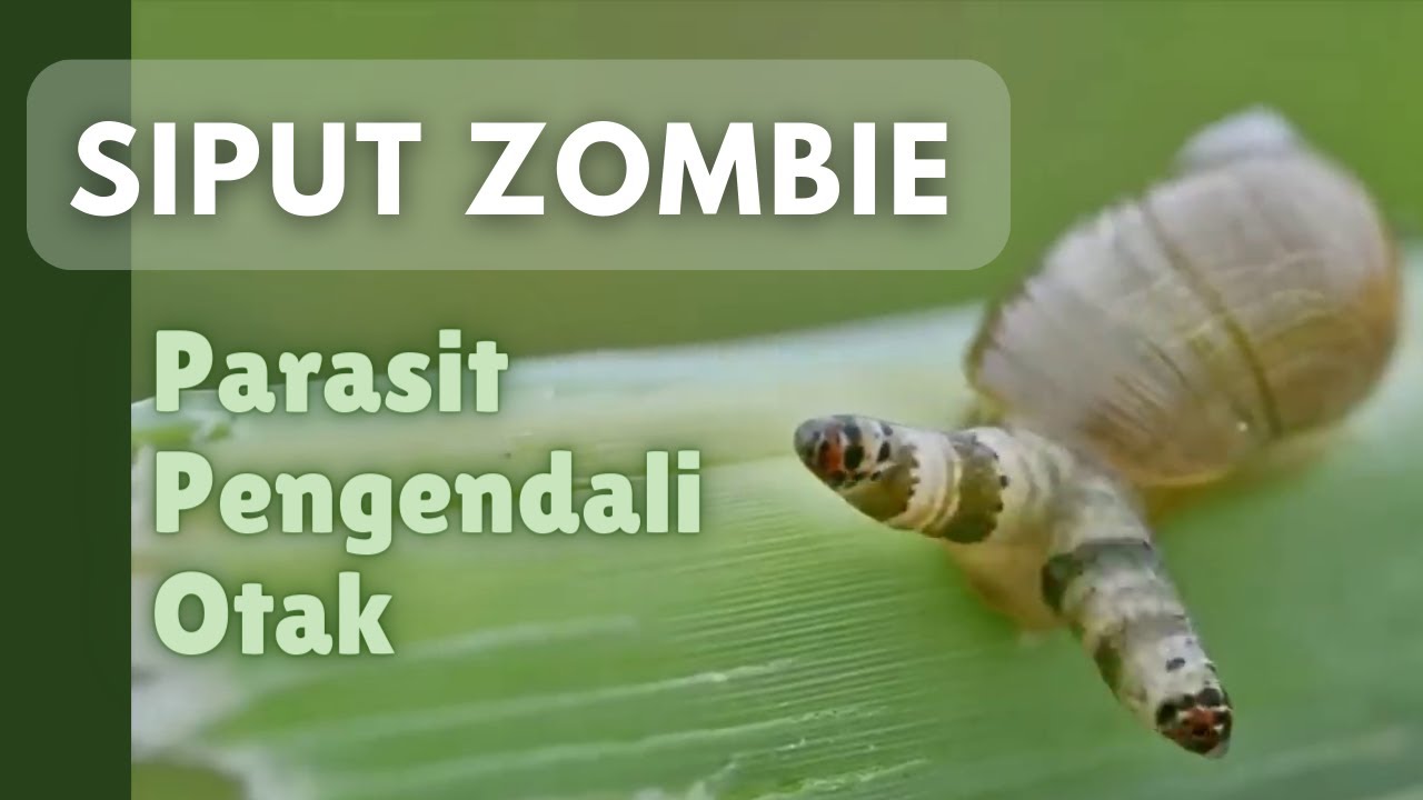 Siput Zombie: Invasi Parasit Pengendali Otak - YouTube