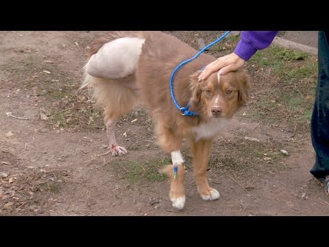 Sweet Dog Learns to Live on Three Legs