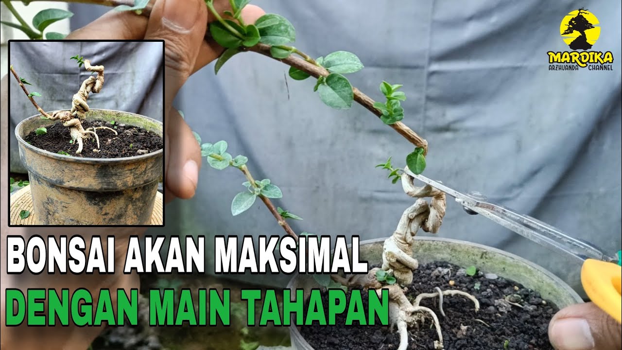 MEMBUAT BONSAI SANCANG SPLIT TRUNK || PROSES CUTING UNTUK TERUSAN ...
