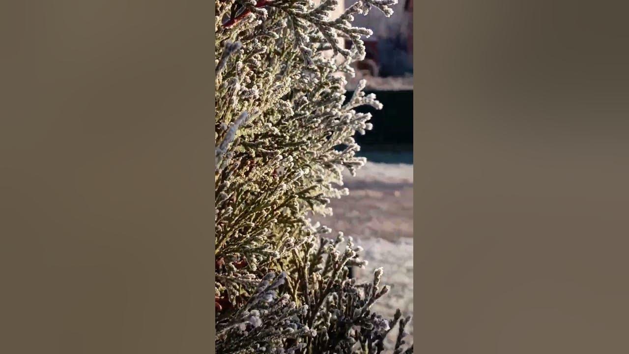 Ранкова краса лісосаду в інії ️🌲 лісосад ранок живопліт сад мороз