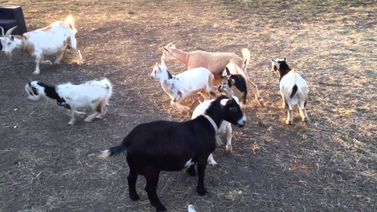 Miniature Goats - YouTube
