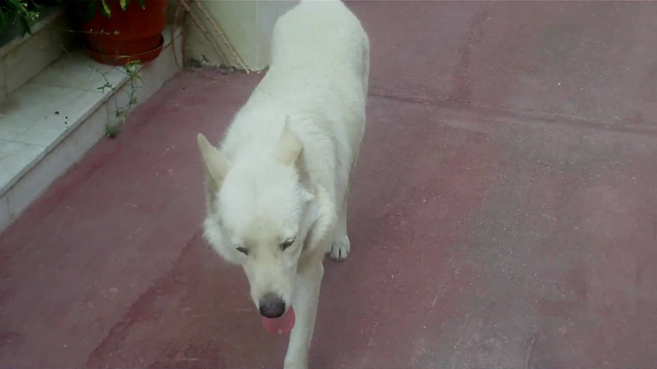 My Canadian Wolf Dog - YouTube