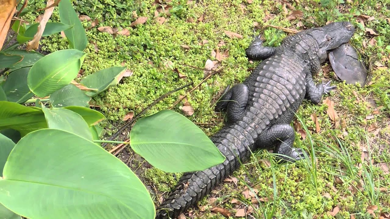 Gator Eating Turtle Video5 - YouTube