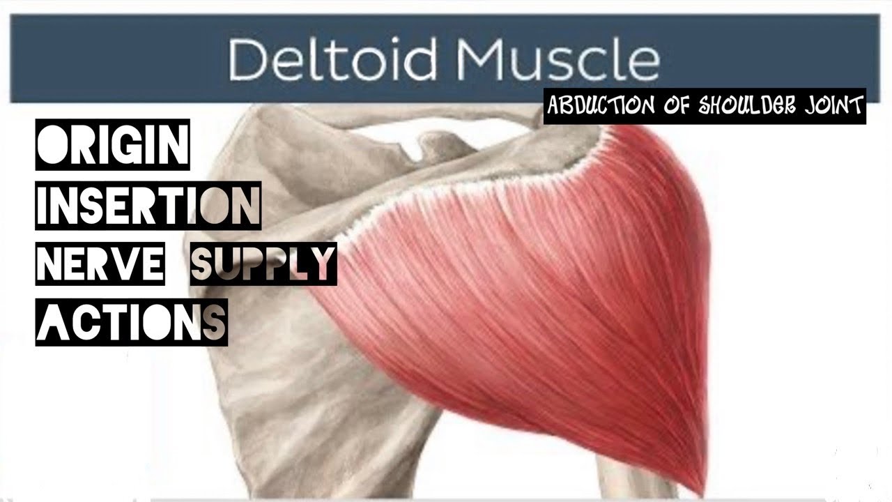 Deltoid l muscle of shoulder l shoulder joint l abduction of arm - YouTube