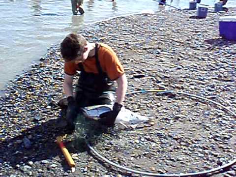 Salmon Dipnetting Kenai Alaska 2011 - YouTube