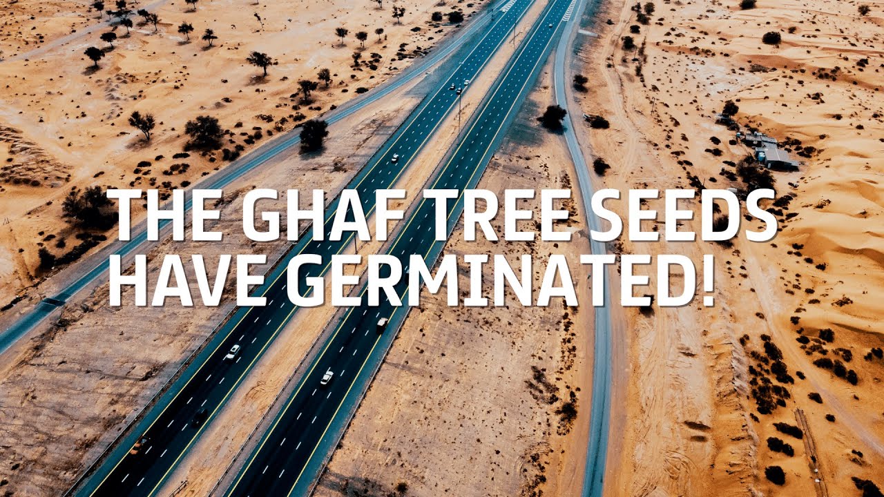 The Ghaf Tree Project – Germinated Seeds - YouTube