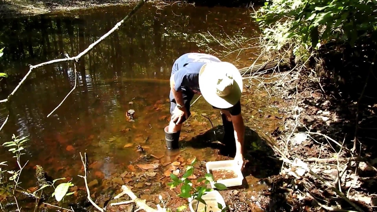 Joe's Vernal Pool Sampling Technique - YouTube