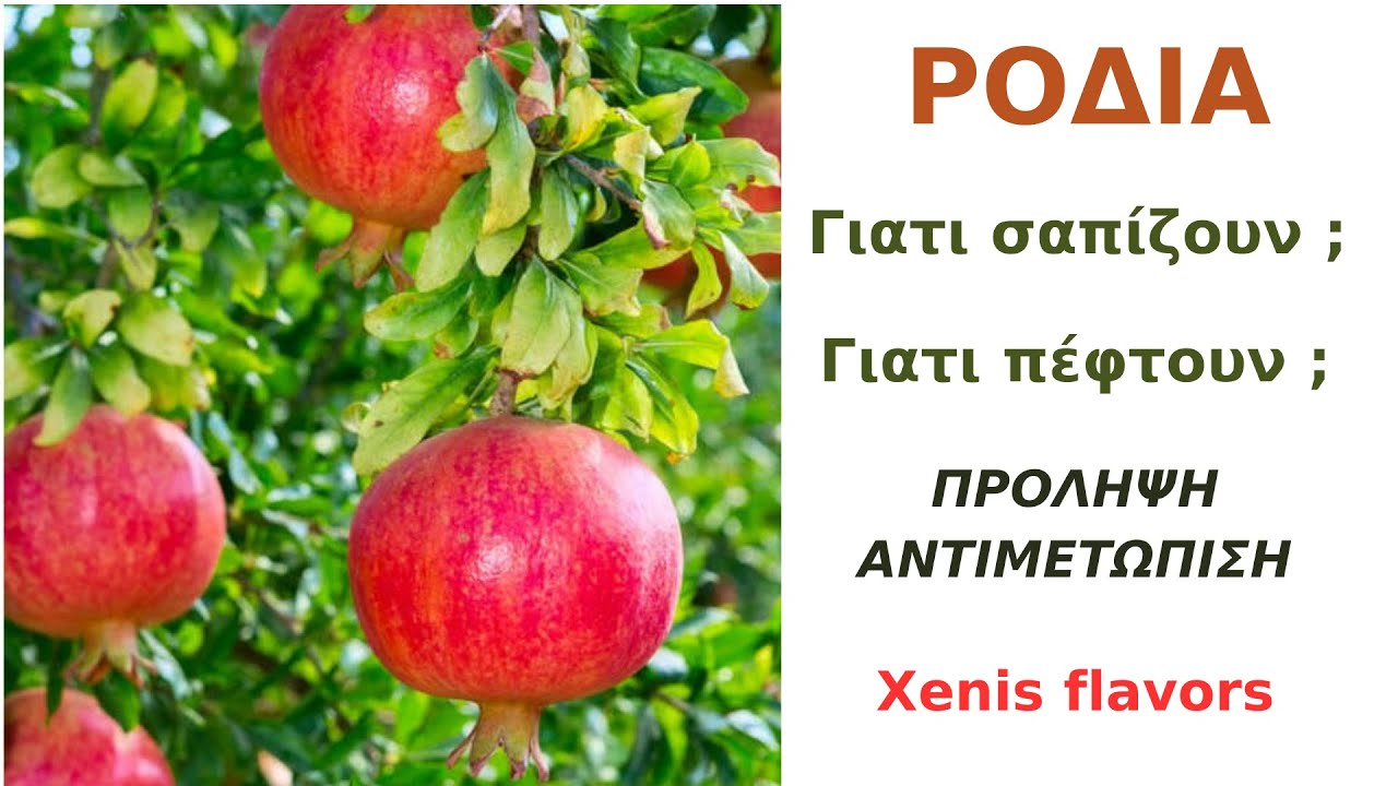 ΡΟΔΙΑ ΣΑΠΙΣΜΑΤΑ (ΜΟΥΜΙΟΠΟΙΗΣΗ).ΓΙΑΤΙ ΠΕΦΤΟΥΝ ΟΙ ΚΑΡΠΟΙ; Xenis flavors ...