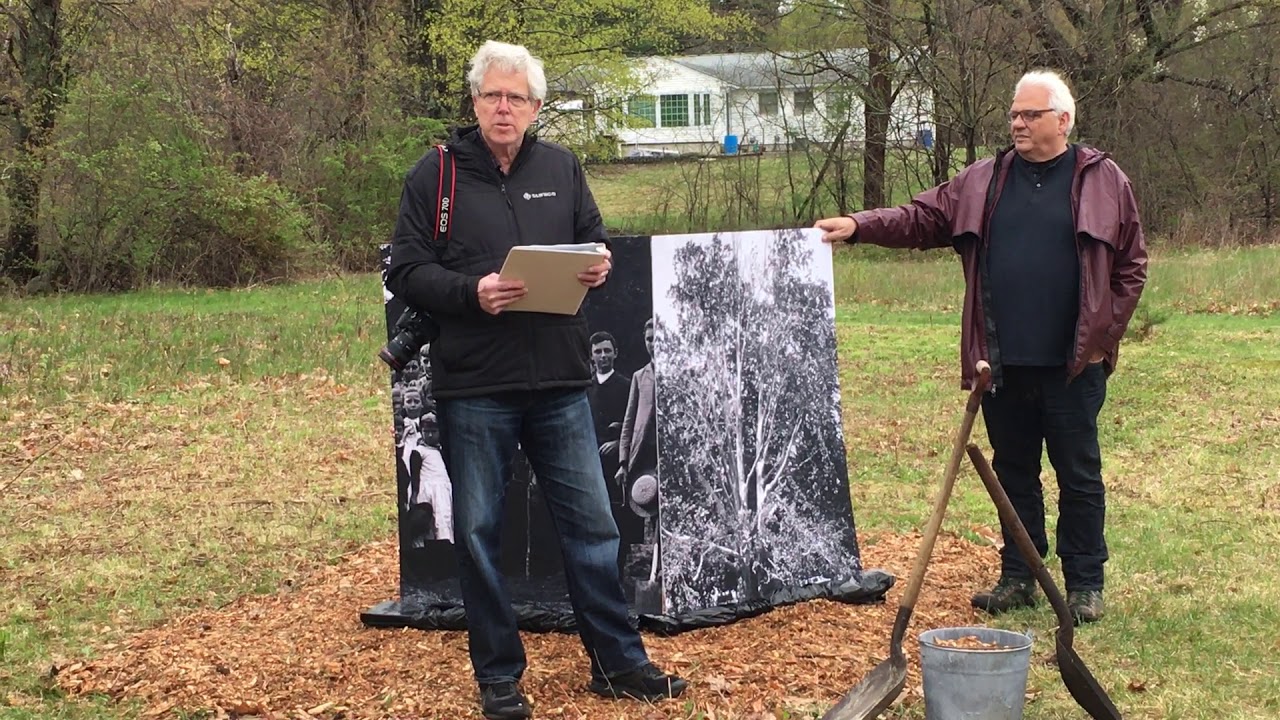 Purple beech tree sapling planting at Chelmsford Garrison House (1 of 5 ...