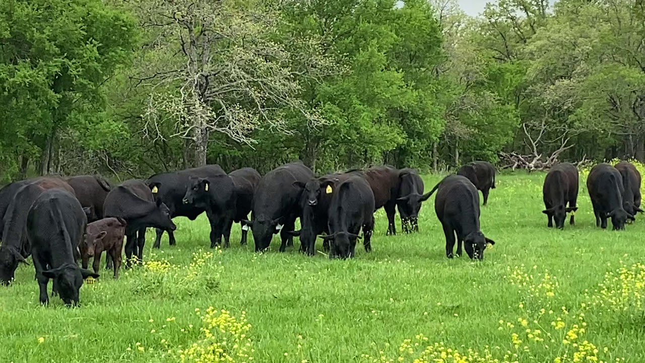 The Cattle Range listing # 003C995-201 (2) - YouTube