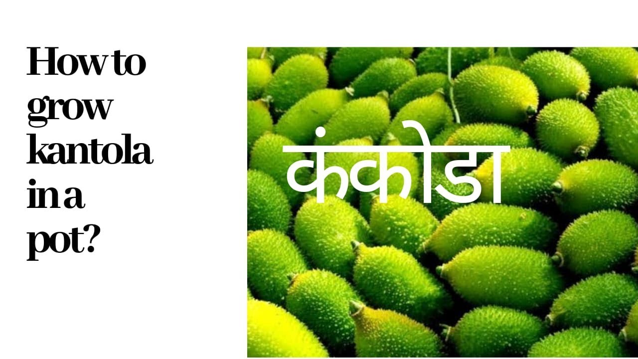 how to grow kantola bulb|| टेरेस पर गमले में कैसे उगते है कंटोला ...