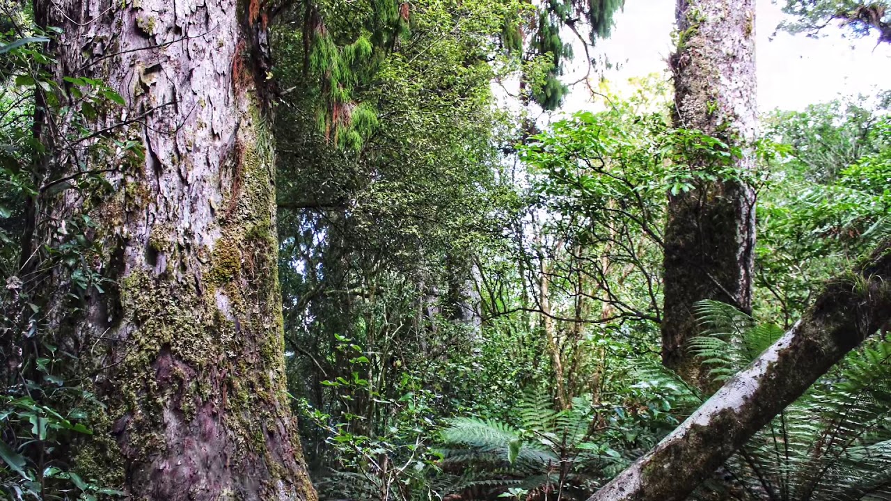 Opepe Reserve 2020 - YouTube