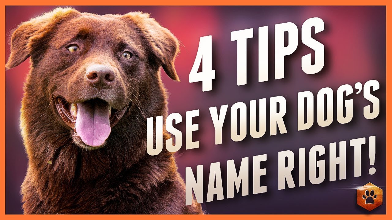 Dog Ignoring You? These 4 Dog Name Strategies Will Help! - YouTube
