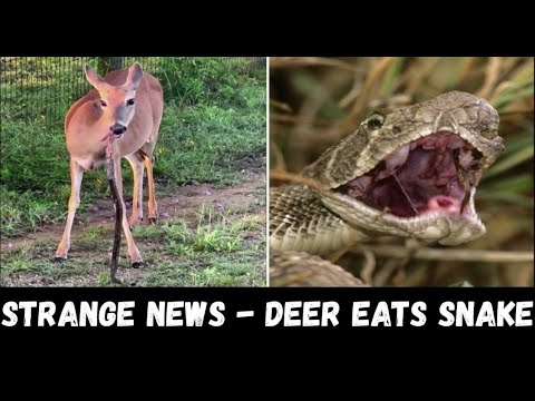 Strange News - Deer Eats Snake - YouTube