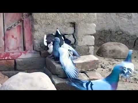 Donkey and horse mating process/sexual behaviour//hot video