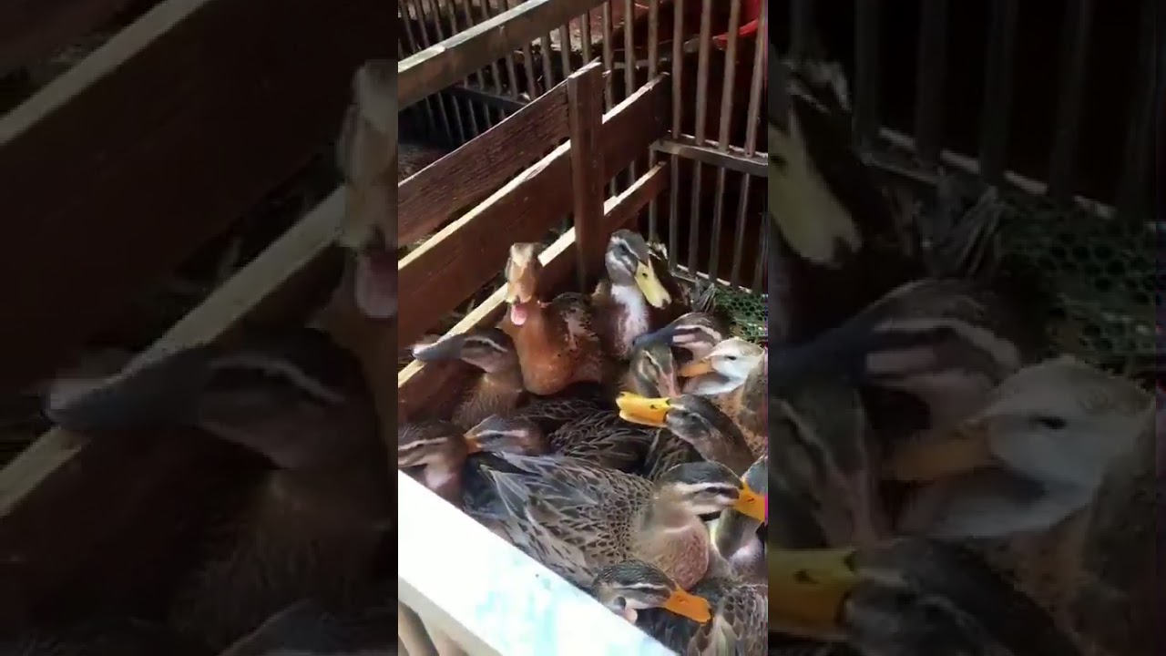 Duck Laughing - YouTube