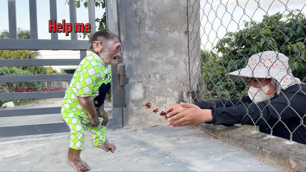 How Monkey SinSin Chased the Burglar Out of His House Worried Everyone ...