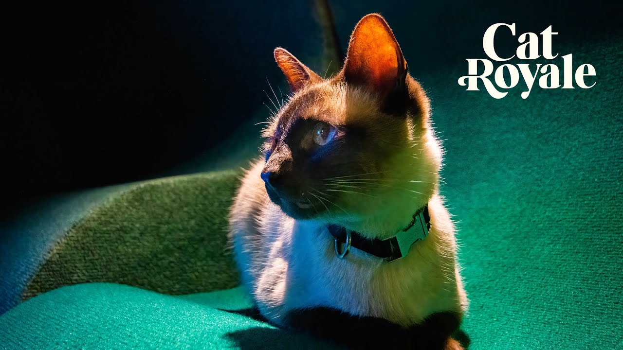 Cat Royale: Day Seven - YouTube