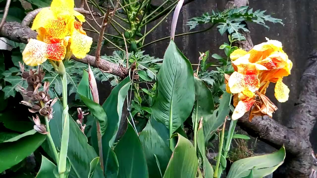 Platanillo Planta Medicinal Cafecilllo Invesa La Compañía Amiga