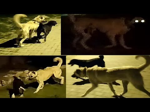 KANGAL BOZO GECE GECE KAVGA ETMEK İÇİN SEBEP ARIYOR KIZAN KÖPEKLERİ KAVGA BOGUŞ DÖVÜŞ