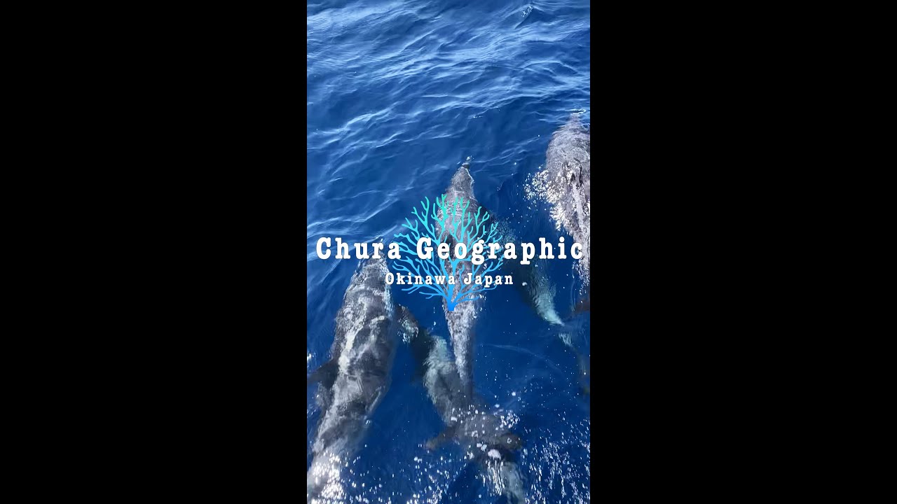 [2K] Dolphins Swimming with Boat Okinawa #1 沖縄 本島 イルカ - YouTube