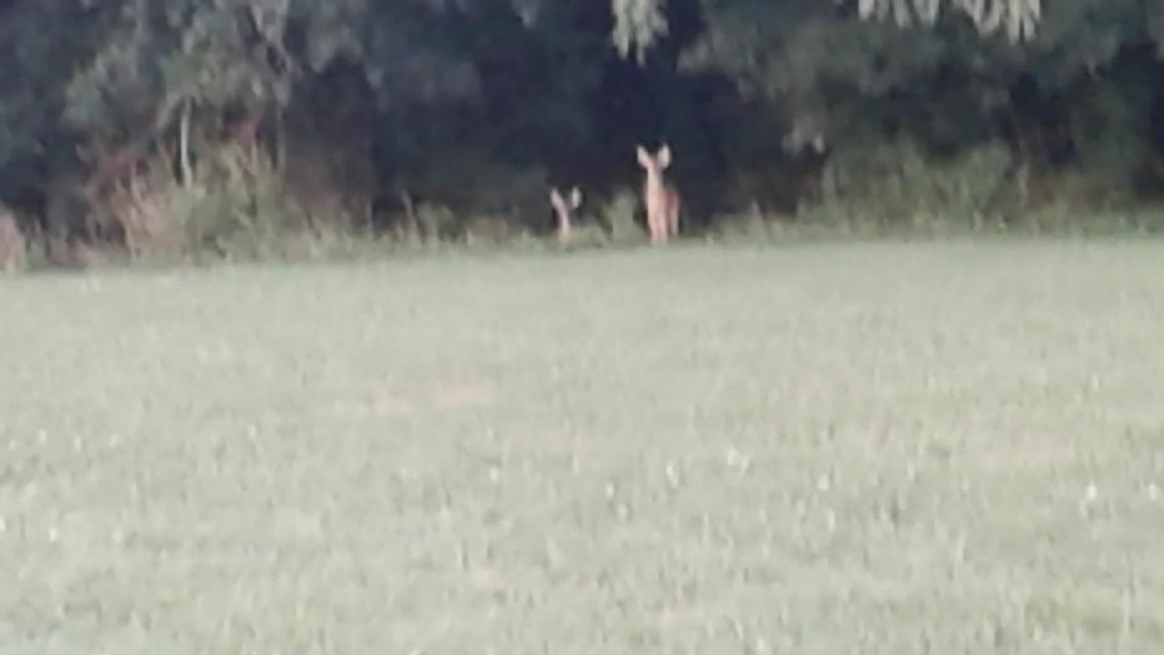 Small deer chases fox away - YouTube