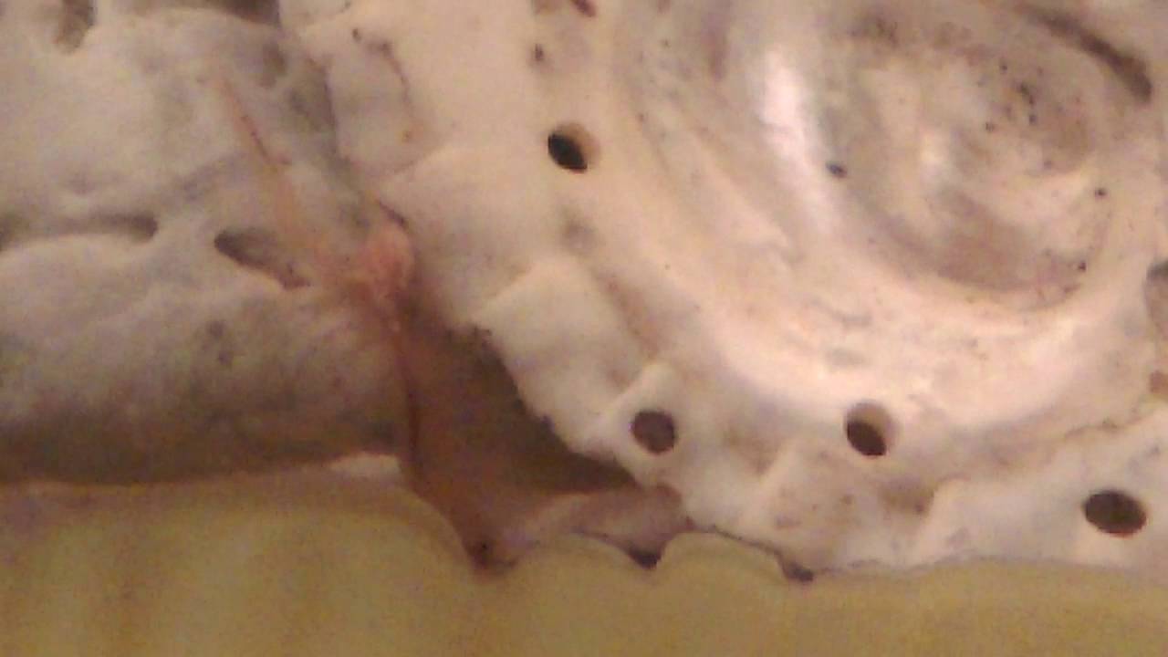 Dramatic Close Up Of Sea Monkey Giving Birth! - YouTube