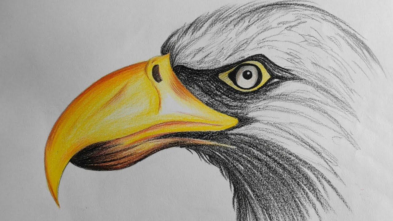 bald 🦅 eagle face drawing easy with color pencil | eagle drawing step ...