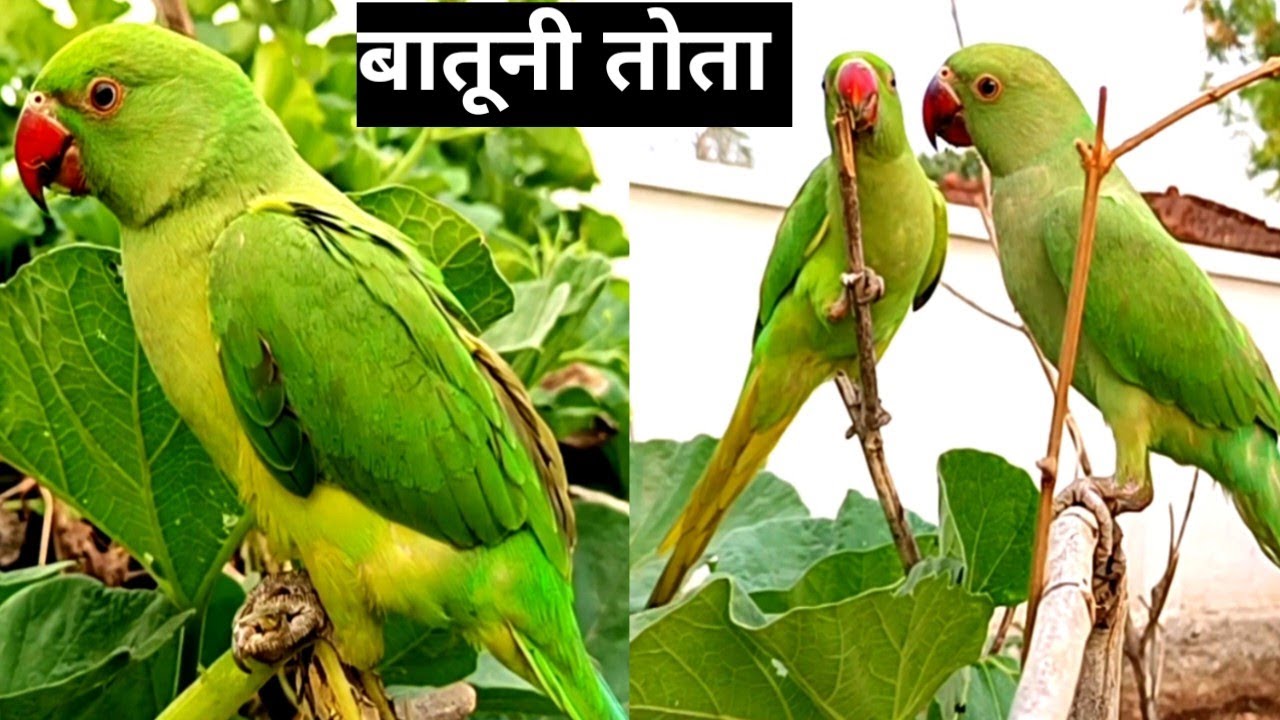 New green Ringnaeck parrot l amazing parrot sound l Parrot voice l ...