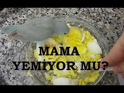 MUHABBET KUŞUNUZ YUMURTA MAMASI YEMİYOR MU?NASIL YEDİRİLİR?İŞTE TÜYOSU!