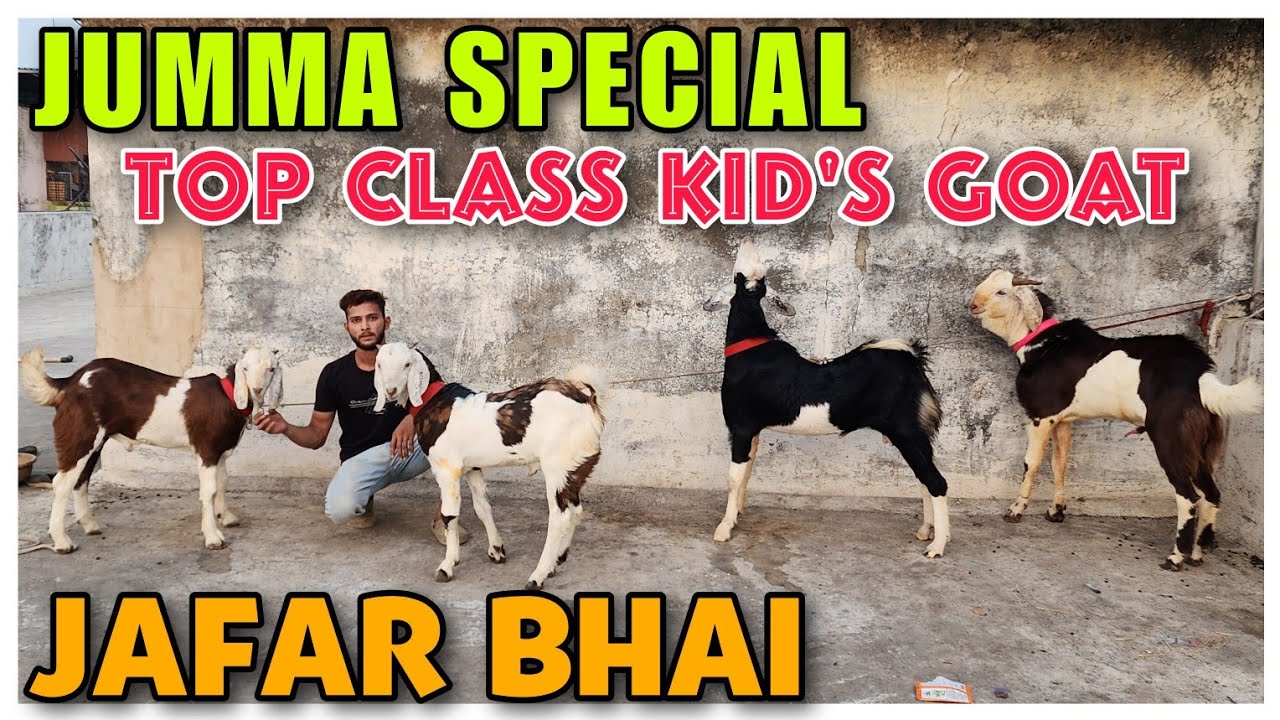 JUMMA SPECIAL Top Class Goat Kid's JAFAR BHAI | Palne Wale Gujri Andul ...