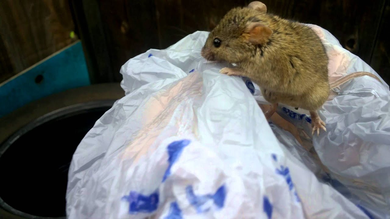 Another Friendly Rat ! CAPTURED ! OMG AWESOME - YouTube
