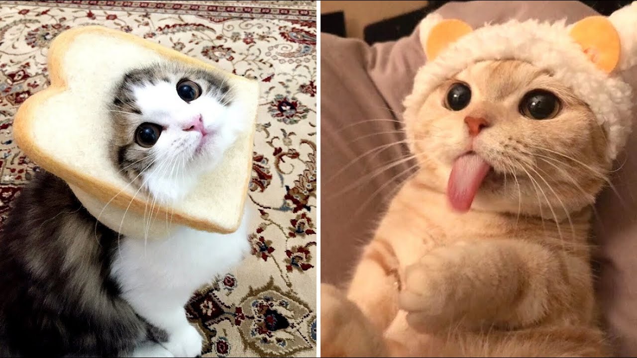 Cute and funny cats They do funny and weird things😂😂 - YouTube