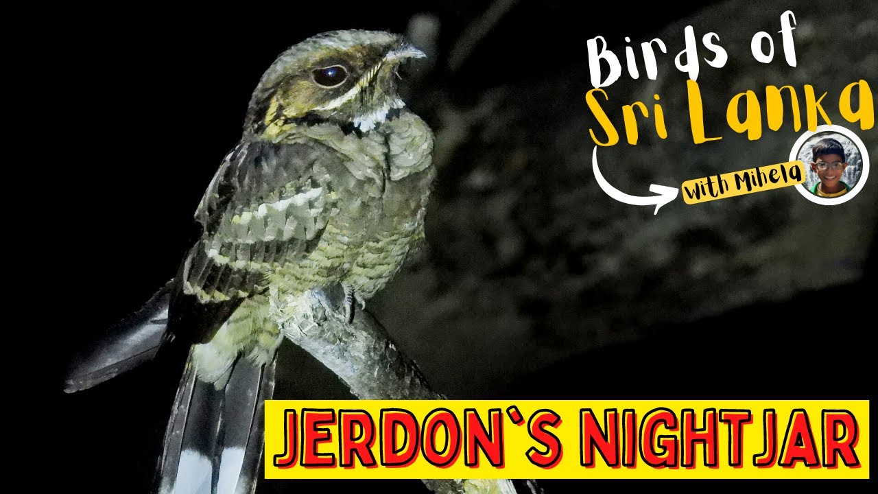 JERDON'S NIGHTJAR | Birds of Sri Lanka with Mihela | Sound / Call - YouTube