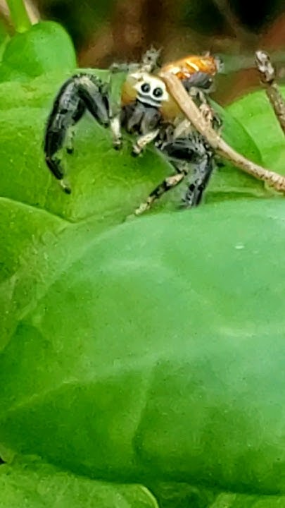 WILD JUMPING SPIDER - YouTube