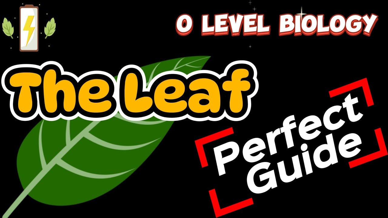 Internal & External Structure of a Leaf | O Level Biology - YouTube