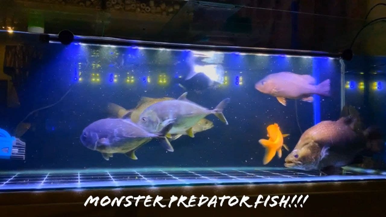 Feeding Predator Fish - YouTube