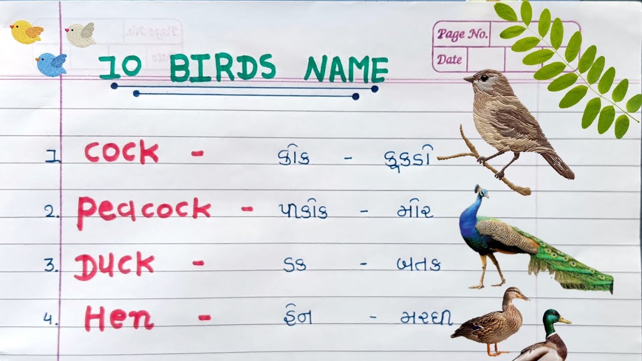 Birds Name In English And Gujarati 🐦 - YouTube
