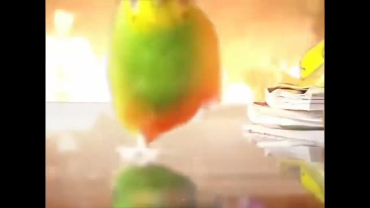 попугай бежит - YouTube