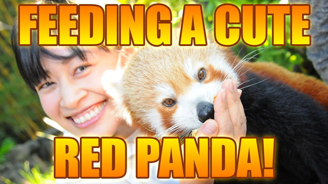 Feeding a Red Panda at the Australia Zoo - YouTube